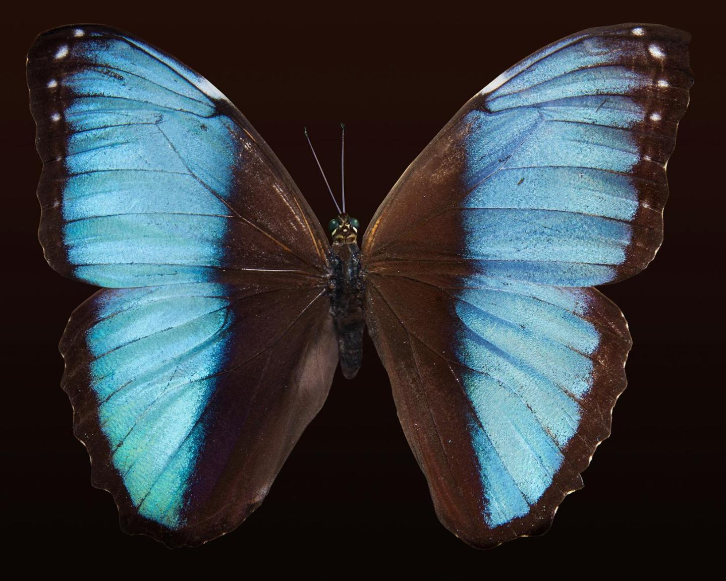 Butterfly Wings – The Equanimous Mind®